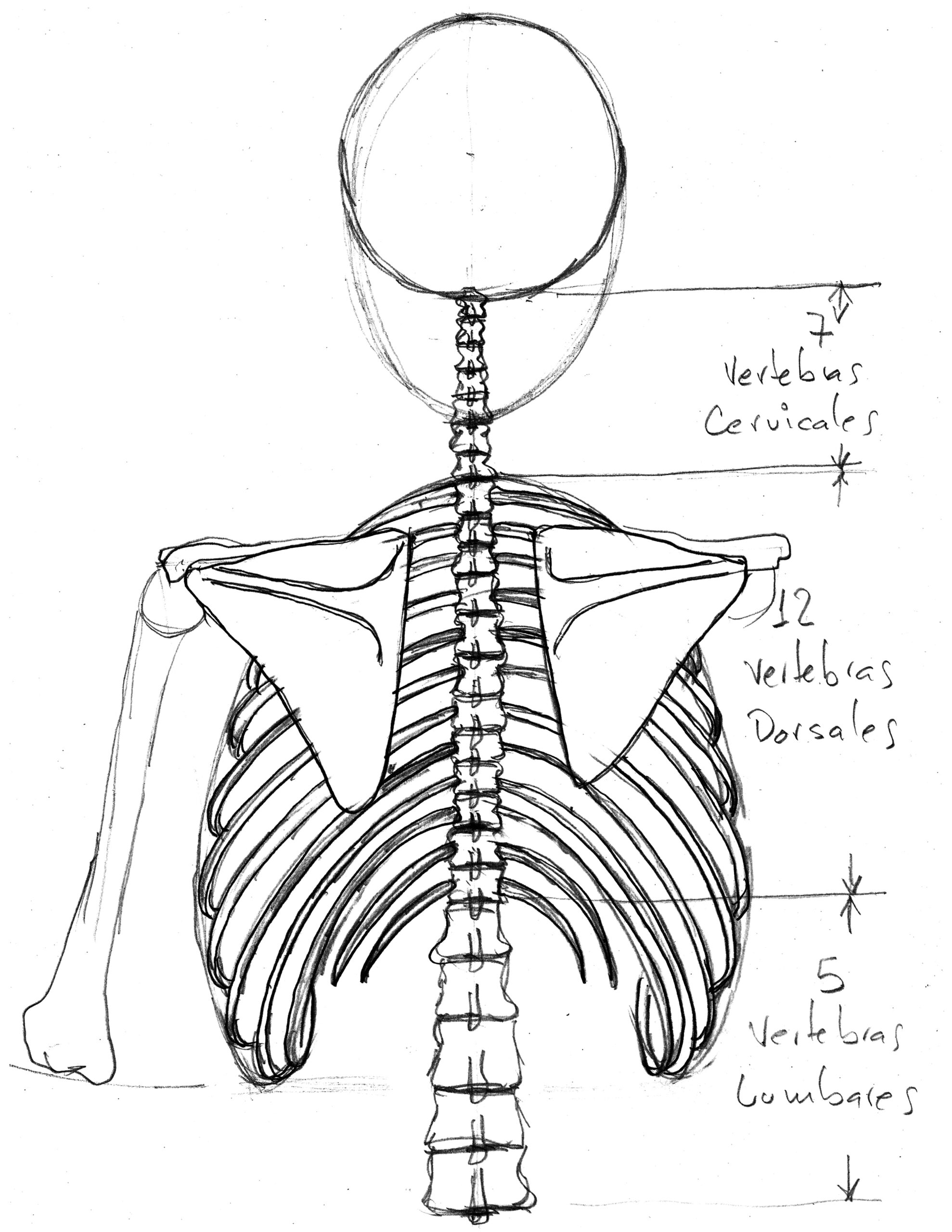 Anatomía Artística